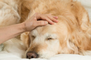 Canine Cognitive Dysfunction Checklist: Could Your Dog Have Dementia ...