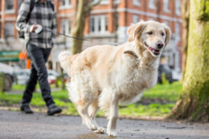 A Compassionate Look at Dog Leg Amputation - Dr. Buzby's ToeGrips for Dogs
