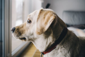 Bladder Cancer in Dogs: A Guide to Transitional Cell Carcinoma (TCC ...