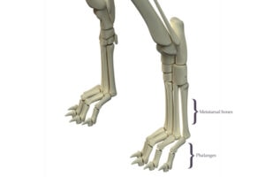 Dog Broken Toe? Expert Answers from a Vet - Dr. Buzby's ToeGrips for Dogs
