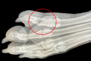 Dog Broken Toe? Expert Answers from a Vet - Dr. Buzby's ToeGrips for Dogs