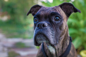 Calcinosis Cutis In Dogs: Causes, Symptoms, and Treatment - Dr. Buzby's ...