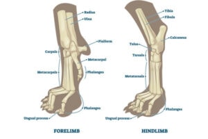 Carpal Hyperextension in Dogs: Causes, Symptoms, Treatment - Dr. Buzby ...