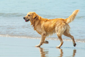 Carpal Hyperextension in Dogs: Causes, Symptoms, Treatment - Dr. Buzby ...