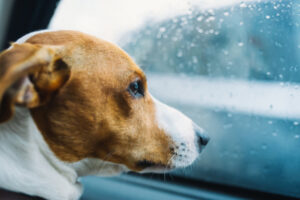 Dog Car Sickness: Why Do Dogs Get Car Sick? - Dr. Buzby's ToeGrips for Dogs