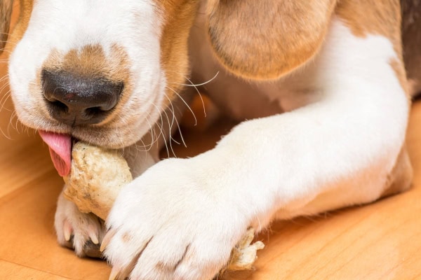Dog Swallowed Chicken Bones: What Your Vet Wants You To Know - Dr ...