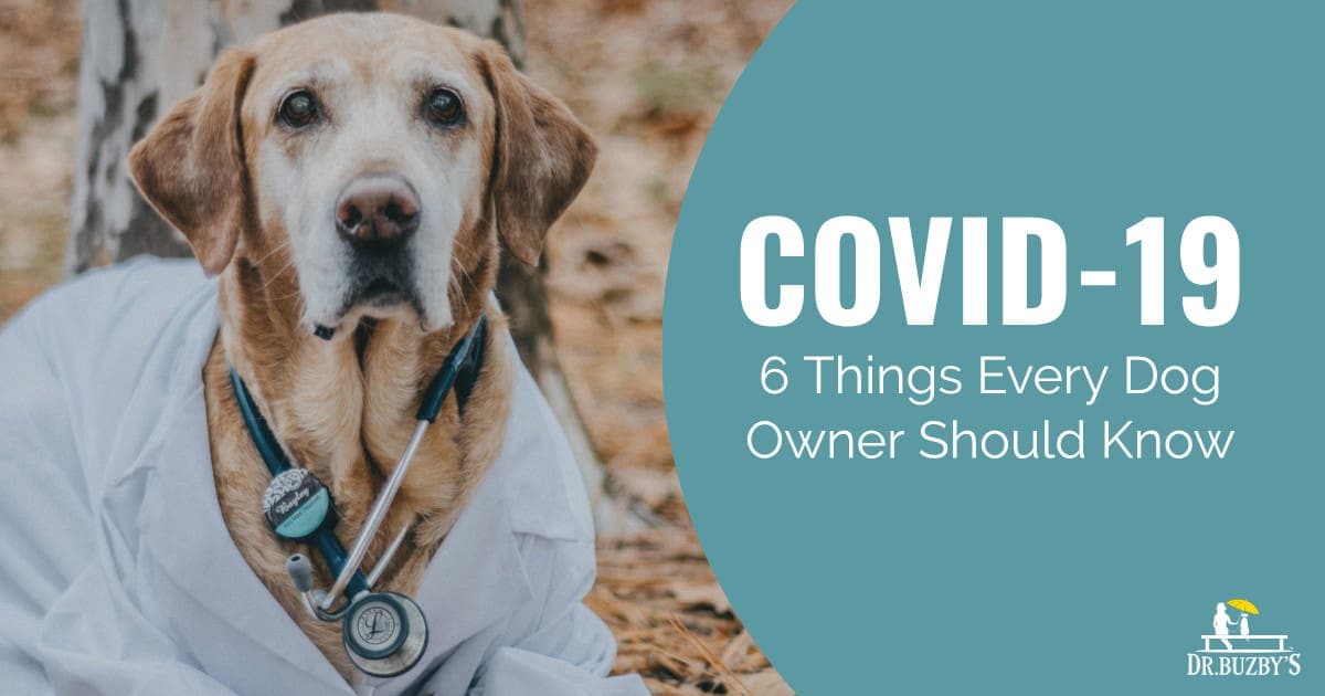 Coronavirus and Dogs: 6 Things Every Dog Owner Should Know - Dr. Buzby ...