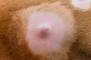 Dog Cyst vs. Tumor: How Can You Tell? - Dr. Buzby's ToeGrips for Dogs