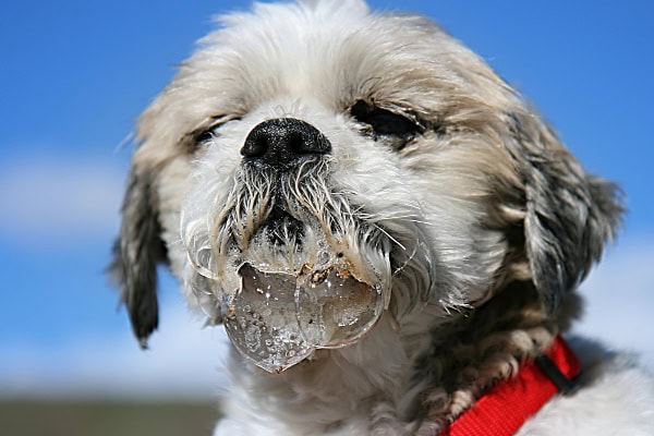 Excessive Drooling In Dogs: 9 Causes and When to Go to the Vet - Dr ...