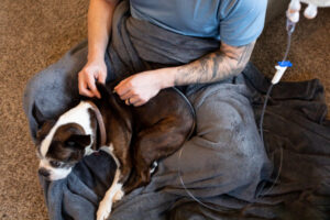 Subcutaneous Fluids for Dogs: A Detailed Guide - Dr. Buzby's ToeGrips ...