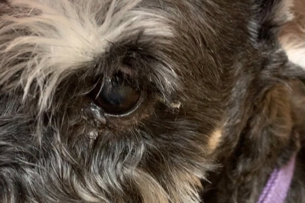 Dog Goopy Eye: 5 Causes and When to Call the Vet - Dr. Buzby's ToeGrips ...