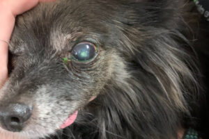 Dog Goopy Eye: 5 Causes and When to Call the Vet - Dr. Buzby's ToeGrips ...
