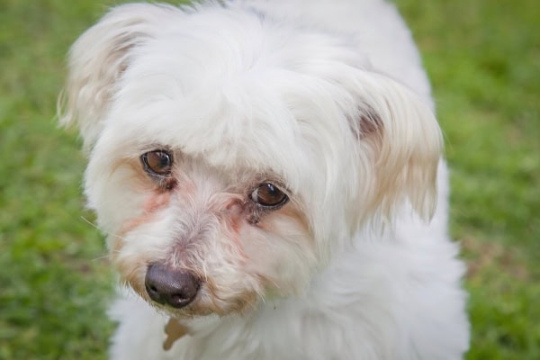 Dog Goopy Eye: 5 Causes and When to Call the Vet - Dr. Buzby's ToeGrips ...