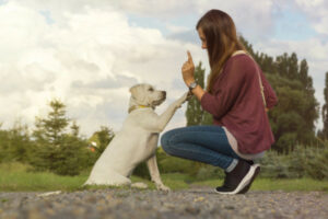 13 Hand Signals for Dogs - Dr. Buzby's ToeGrips for Dogs