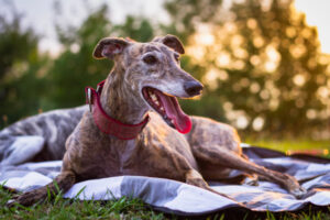 IMPA in Dogs: A Look at Immune-Mediated Polyarthritis - Dr. Buzby's ...