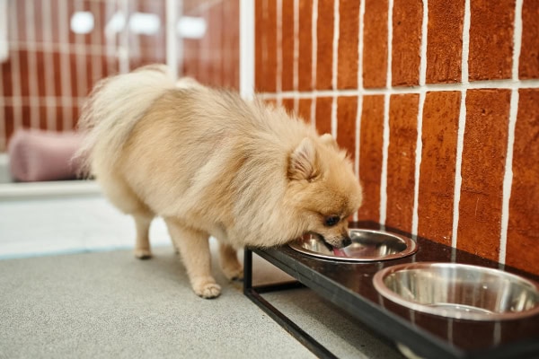Female Dog Leaking Urine While Resting? Causes and How to Help - Dr ...