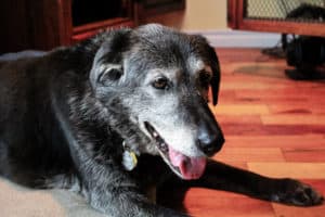 Lipoma in Dogs: Causes, Treatment, Removal - Dr. Buzby's ToeGrips for Dogs