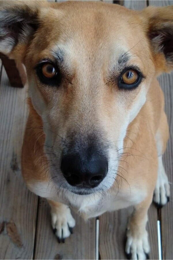 How to Clip a Dog's Toenails: Dear Mishu, a Rescue Dog and Advice ...