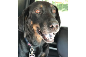 Neurological Issues in Dogs: Symptoms and 11 Common Neurological ...