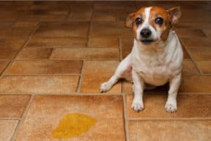 Urinary Incontinence in Older Dogs - Dr. Buzby's ToeGrips for Dogs