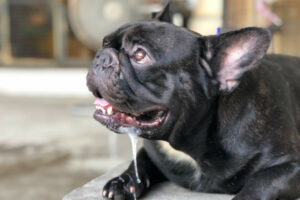 Can Dogs Have Peppermint? Is Peppermint Oil Safe for Dogs? - Dr. Buzby ...