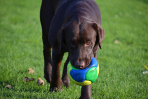 Gastropexy in Dogs: The Best Way to Prevent Bloat - Dr. Buzby's ...