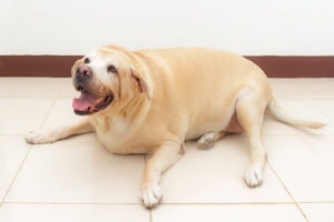 10 Causes of a Pot-Bellied Dog - Dr. Buzby's ToeGrips for Dogs