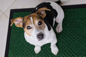 What Is Proprioception in Dogs? - Dr. Buzby's ToeGrips for Dogs