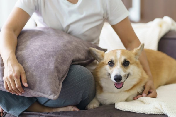 Serotonin Syndrome in Dogs: Causes, Symptoms, and Treatment - Dr. Buzby ...