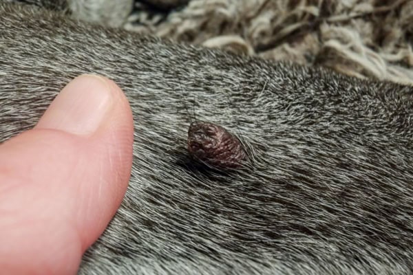 Dog Skin Tags: Appearance and Treatment - Dr. Buzby's ToeGrips for Dogs