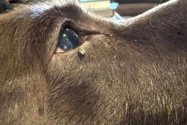 Dog Skin Tags: Appearance and Treatment - Dr. Buzby's ToeGrips for Dogs