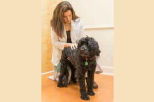 Spondylosis in Dogs: Symptoms, Treatment, Causes - Dr. Buzby's ToeGrips ...