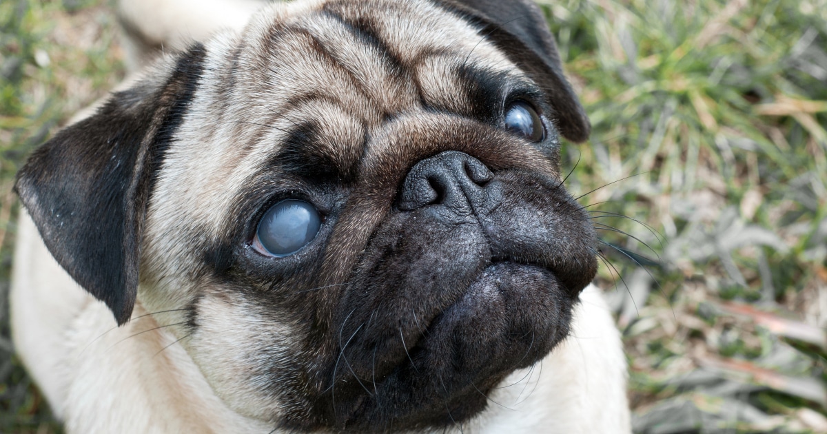 Cloudy Eyes In Dogs 7 Reasons Dr Buzby s ToeGrips For Dogs Cloudy Eyes In Dogs 7 Reasons Dr Buzby s ToeGrips For Dogs