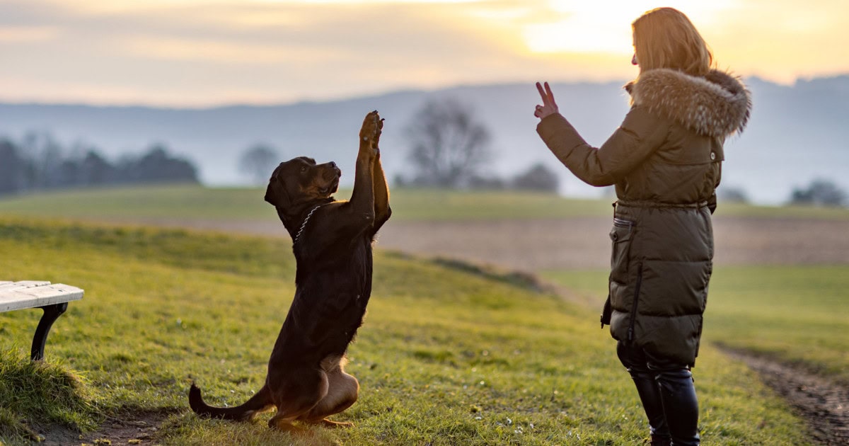 13 Hand Signals for Dogs - Dr. Buzby's ToeGrips for Dogs