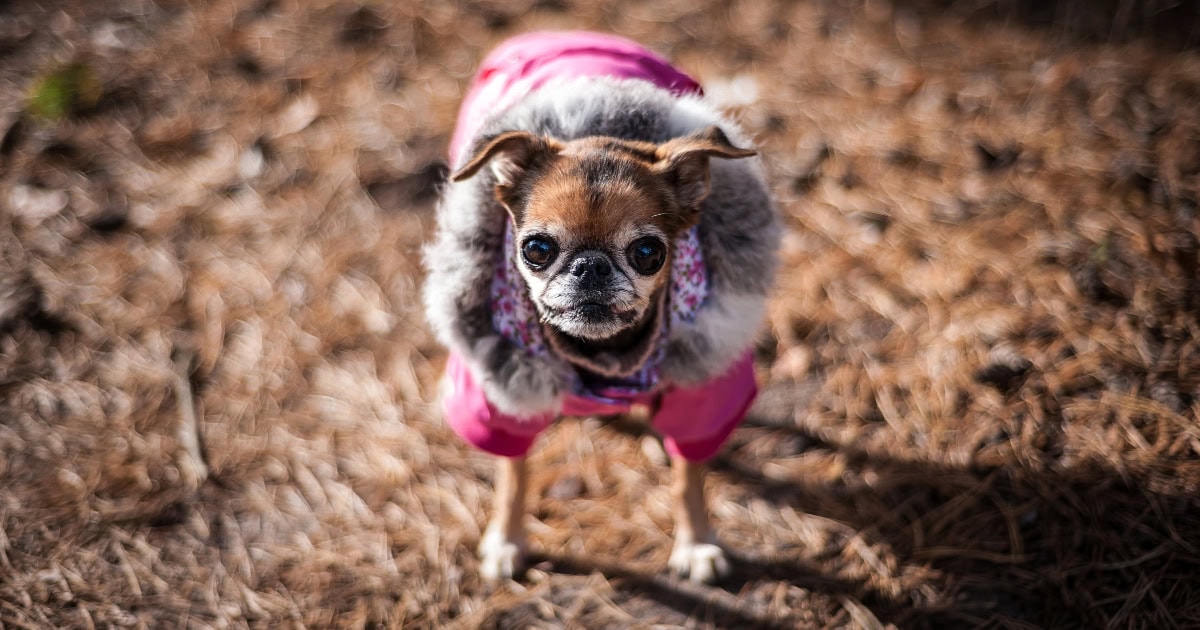 Signs of a Brain Tumor in Dogs: 16 Symptoms To Watch For - Dr. Buzby's ...