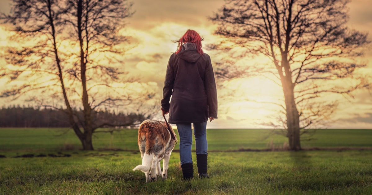 Signs A Dog is Dying of Cancer (Plus Advice for 8 Common Cancers) - Dr ...
