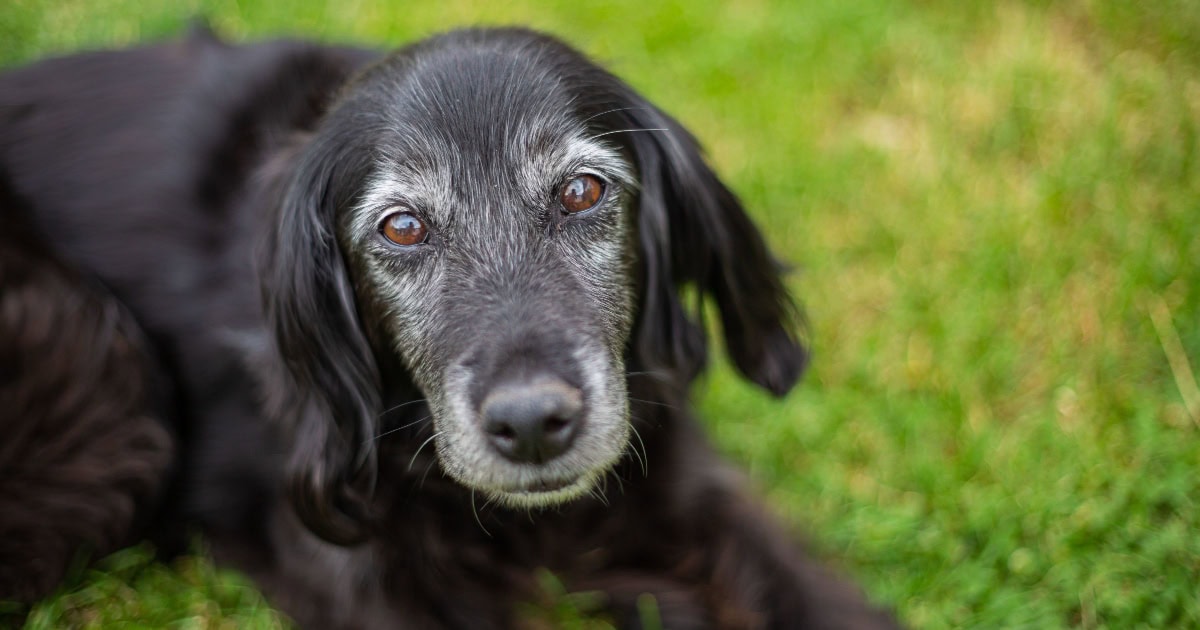 Why Do Dermoid Cyst Have Hair And Teeth In Dogs Ears - Infoupdate.org