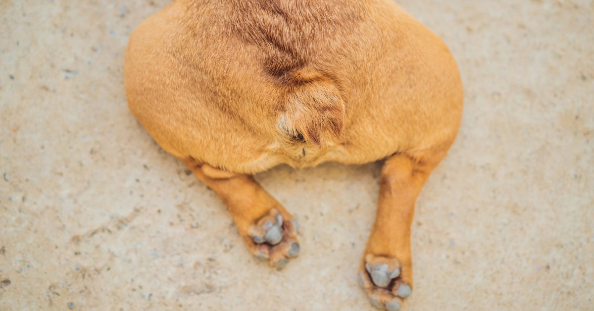 Vaginitis in Dogs: Symptoms, Causes, and Treatment - Dr. Buzby's ...