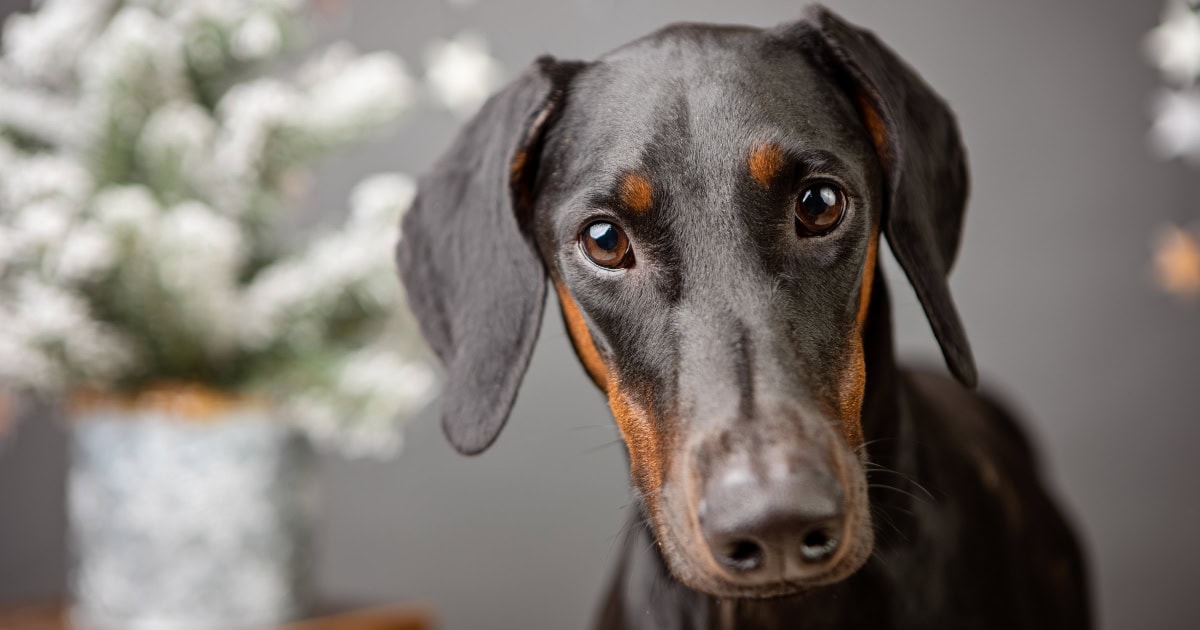 Neurological Issues in Dogs: Symptoms and 11 Common Neurological ...