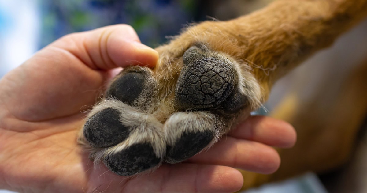 Cracked Dog Paws: Causes, Treatment, and Prevention - Dr. Buzby's ...