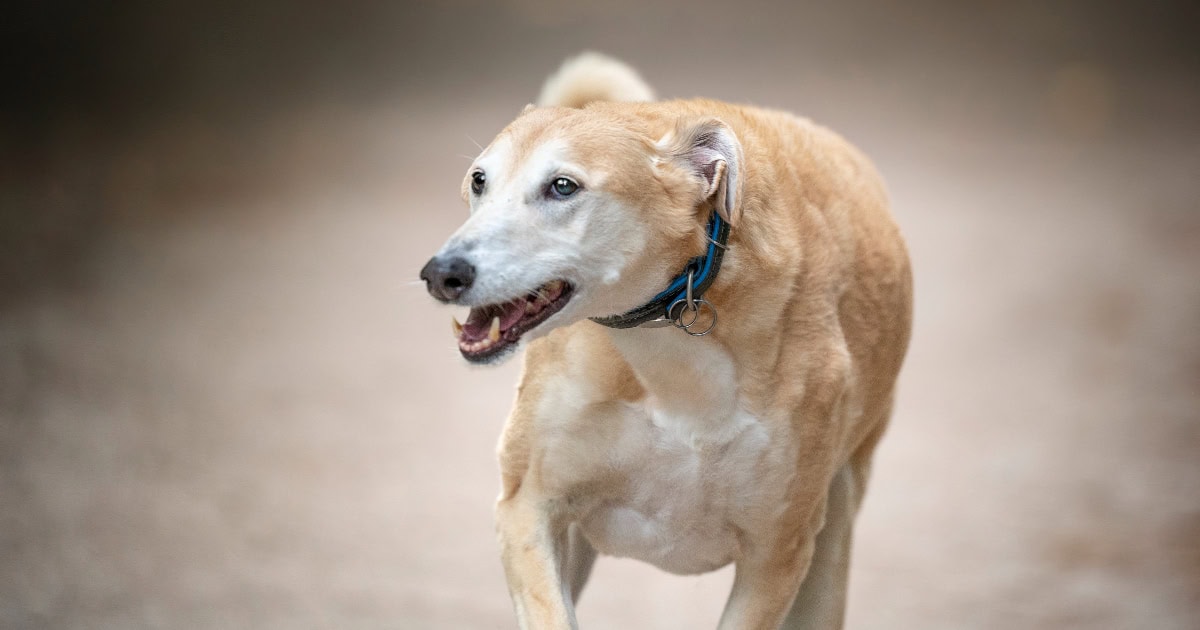 Old Dog Walking in Circles: 10 Reasons - Dr. Buzby's ToeGrips for Dogs