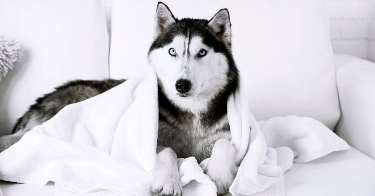 Grand Mal Seizures in Dogs: Causes, Treatment, and Prognosis - Dr ...