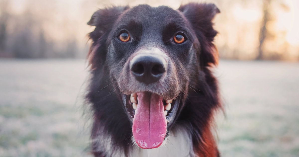 Focal Seizures in Dogs: Causes, Symptoms, and Treatment - Dr. Buzby's ...