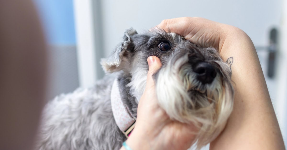 Types of Melanoma in Dogs—Ocular, Oral, and Cutaneous - Dr. Buzby's ...