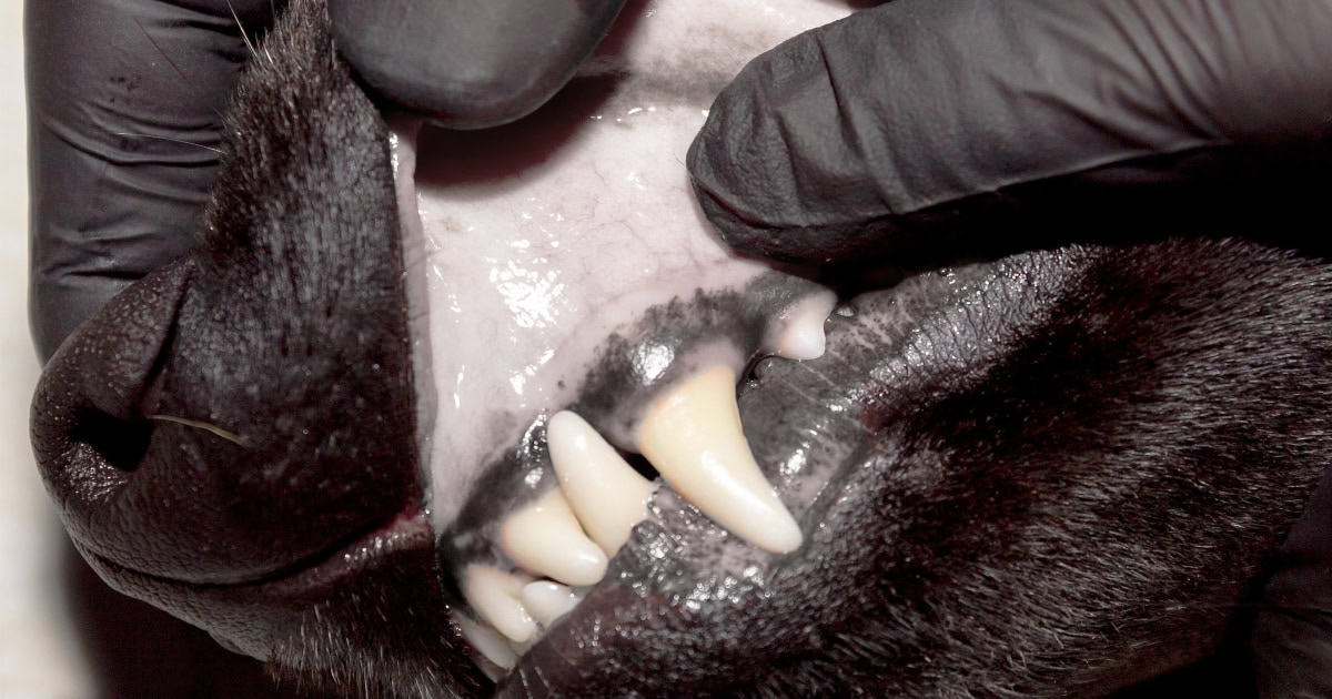 Pale Gums in Dogs: Causes and What To Do - Dr. Buzby's ToeGrips for Dogs