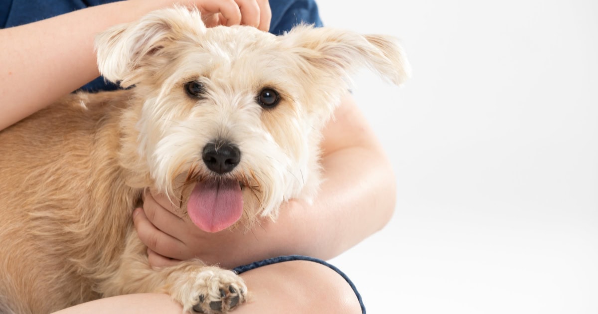 Why is My Dog Swallowing a Lot? 11 Reasons - Dr. Buzby's ToeGrips for Dogs