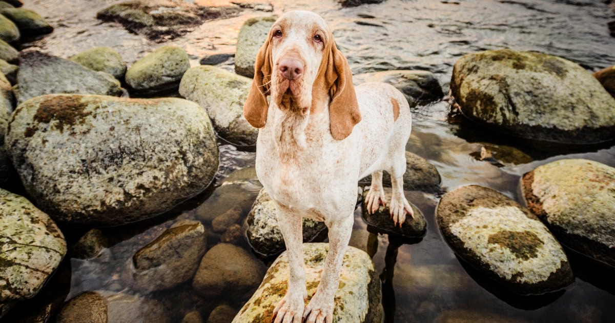 Bladder Stones in Dogs: Types, Symptoms, Treatments - Dr. Buzby's ...