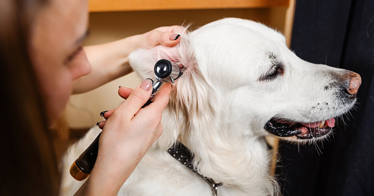 Dog Ear Yeast Infection: Symptoms, Treatment, Prevention - Dr. Buzby's ...