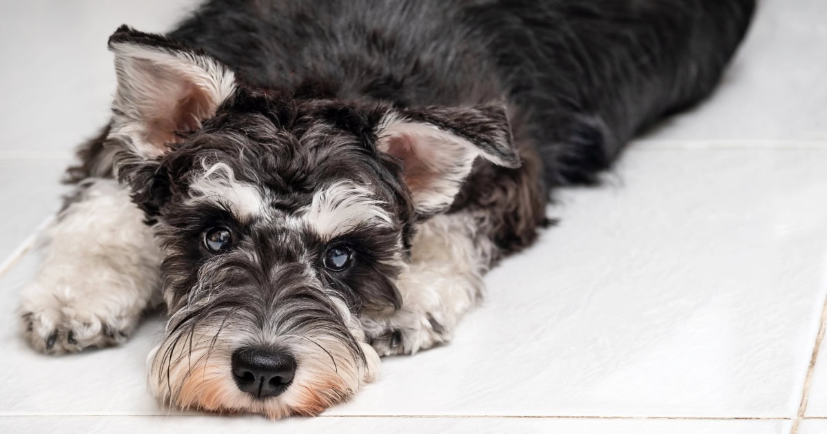 HGE in Dogs: Hemorrhagic Gastroenteritis Explained By A Vet - Dr. Buzby ...