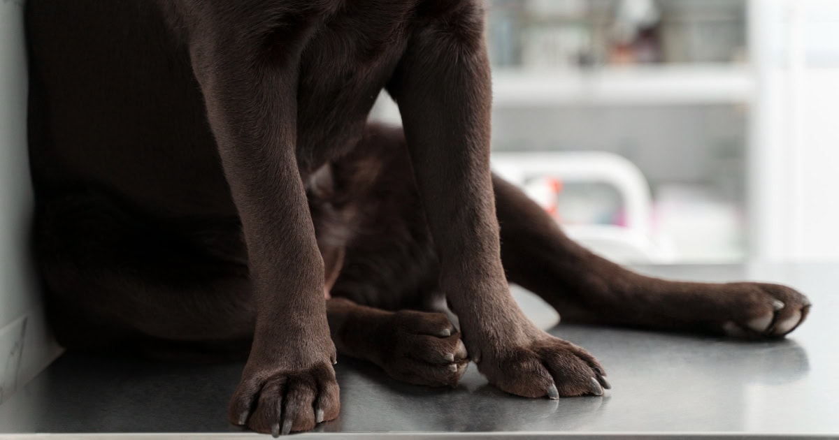 Dog Dislocated Hip: Symptoms, Treatment, and Prognosis - Dr. Buzby's ...
